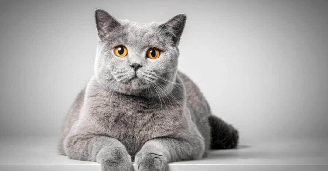7 Easy-Going Cat Breeds (And 7 That Are Prone To Anxiety)
