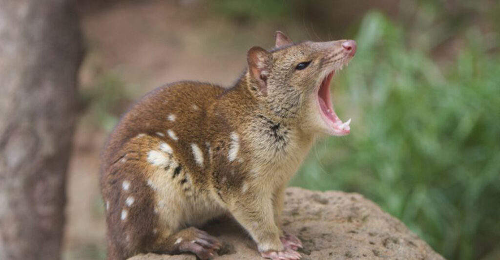 7 Fierce Australian Predators That Keep Invasive Species In Check