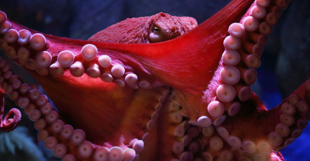 7 Most Venomous Octopuses You Need To Know About