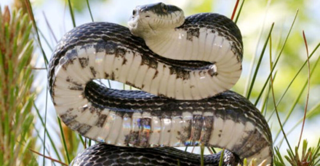 7 Native Predators That Help Keep Invasive Species In Check