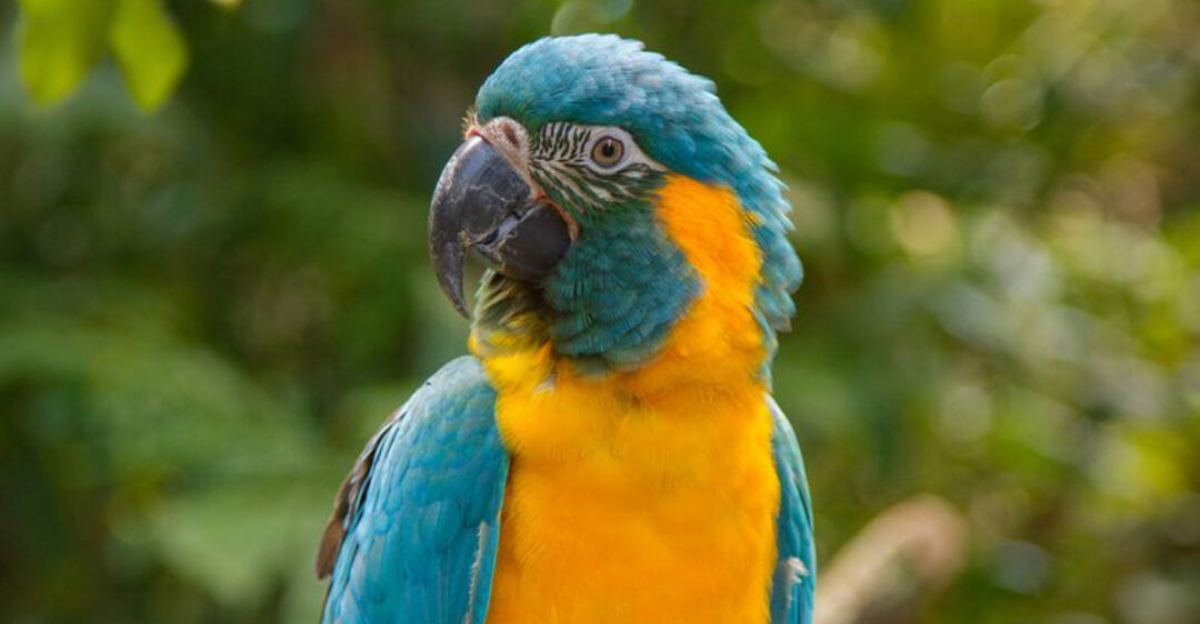 The 11 Most Affectionate Parrots That Truly Connect With People