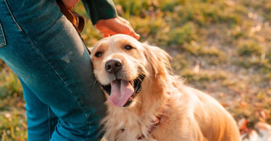 7 Things Dogs Do When They Bond With You (And 7 Signs They Might Be ...