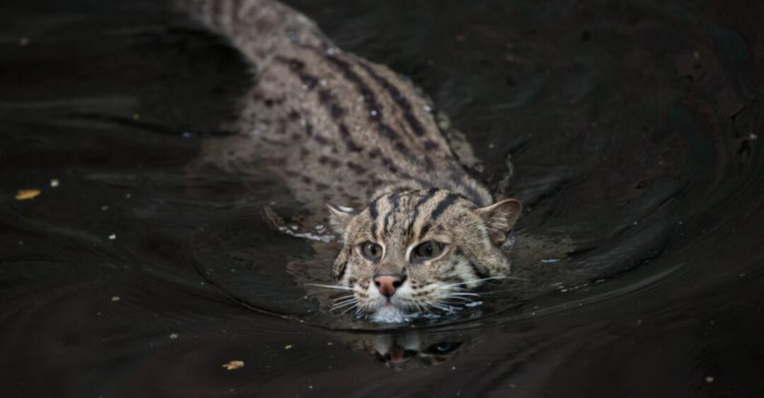 7 Wild Cats That Thrive In Swamps & 7 That Enjoy Life By The River