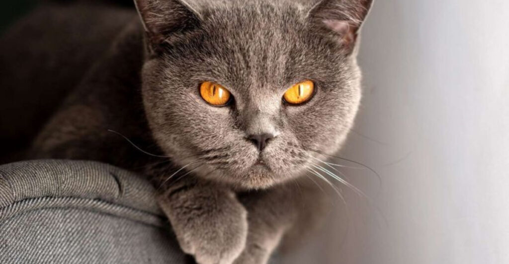 8 Best-Behaved Cat Breeds If You're Thinking Of Getting One (And 7 That ...