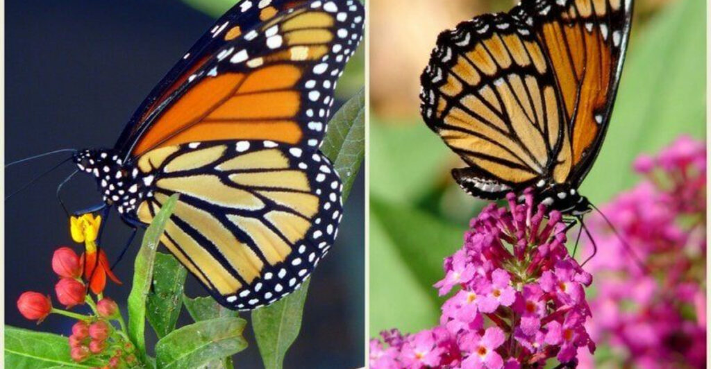 8 Butterflies That Could Easily Be Mistaken For Monarchs
