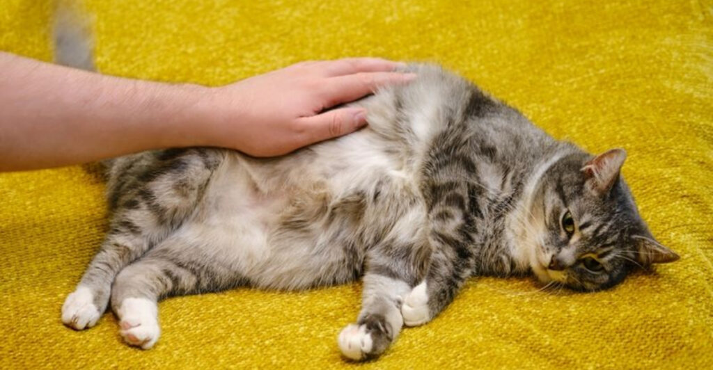 8 Cat Symptoms That Aren't Stomach-Related And 7 That Definitely Are