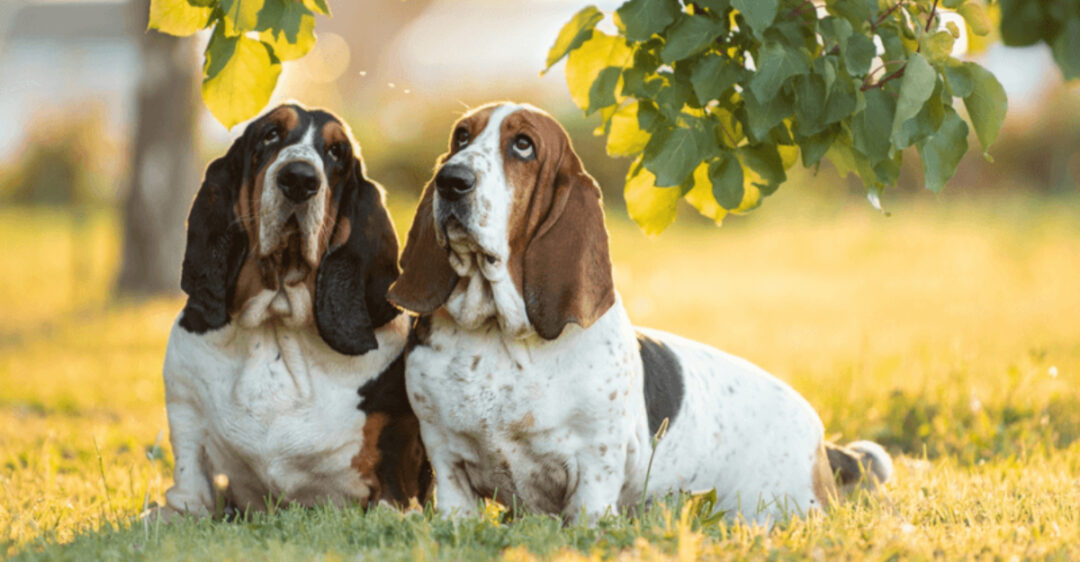 8 Dog Breeds That Love Digging Up Yards (And 7 That Don't Bother)