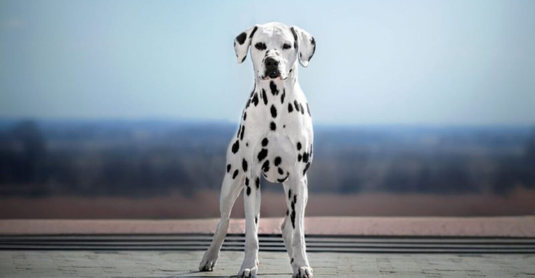 These Are The 12 Animals That Astonished The First Settlers To America