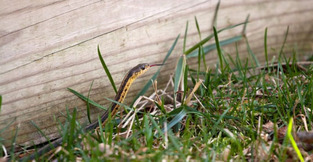 8 Early Warning Signs Of Snakes In Your Yard And 5 That Signal A ...