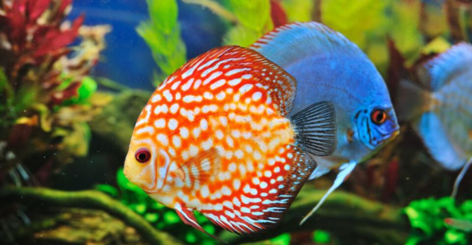 8 Fish That Are Sensitive To Water Changes (And 7 That Are Hardy Survivors)