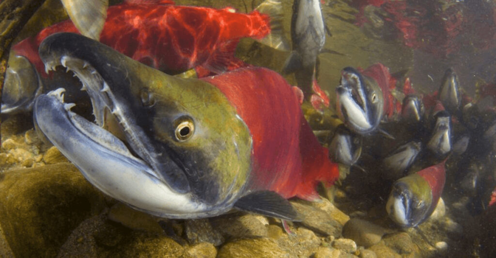 8 Invasive Fish Species Wreaking Havoc On Native Habitats And Economies