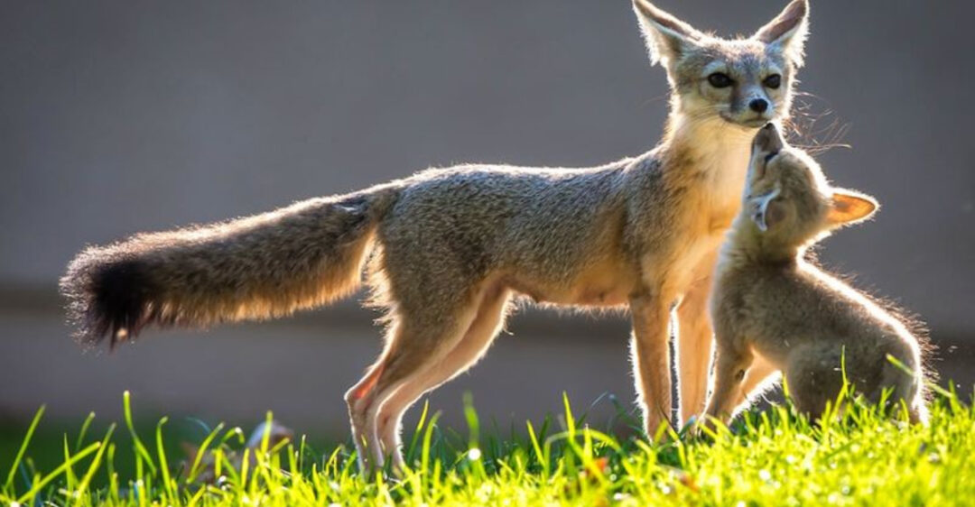 8 Of America's Most Endangered Mammals And 7 Ways How To Help