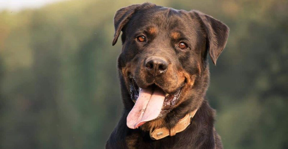 8 Rare Rottweiler Mix Breeds You Have To See