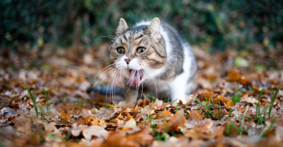 8 Signs Of Stomach Ache In Cats And 5 Signs Your Cat Is Feeling ...