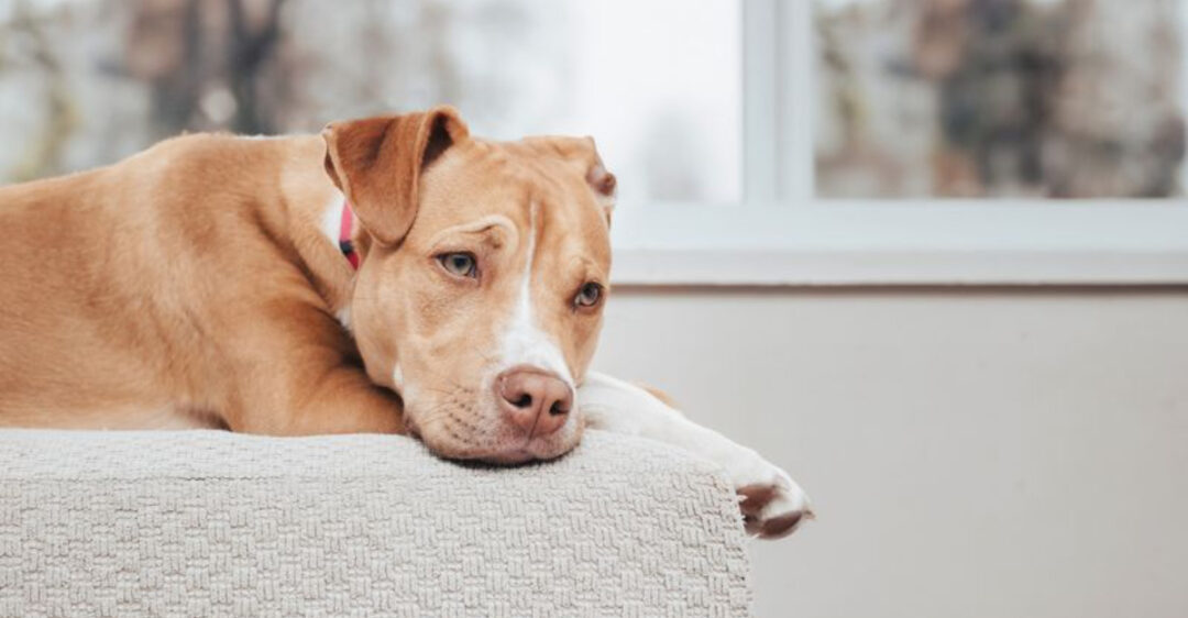 8 Ways You Might Be Hurting Your Dog's Feelings (And 7 Ways To ...
