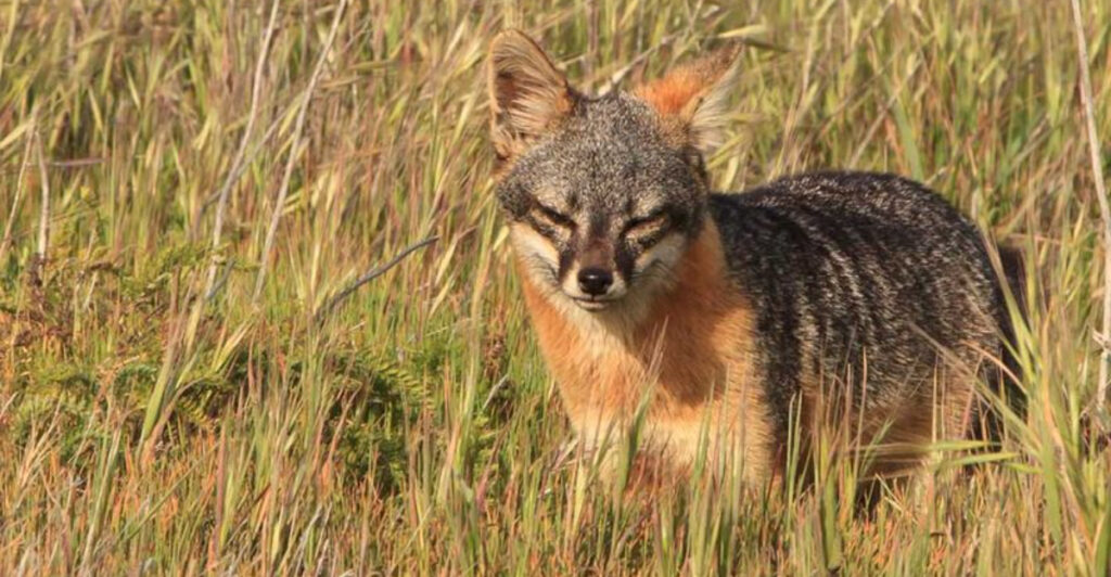 8 Wild Dogs Of North America (And They Are Not Wolves)