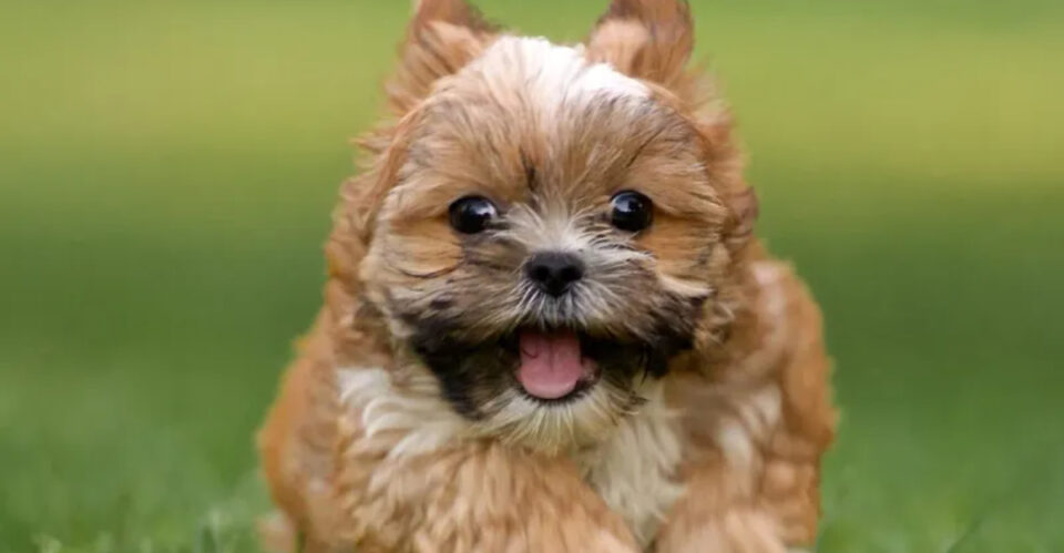 9 Adorable Crossbreed Dogs That Are Just As Cute And 4 Purebreds That ...