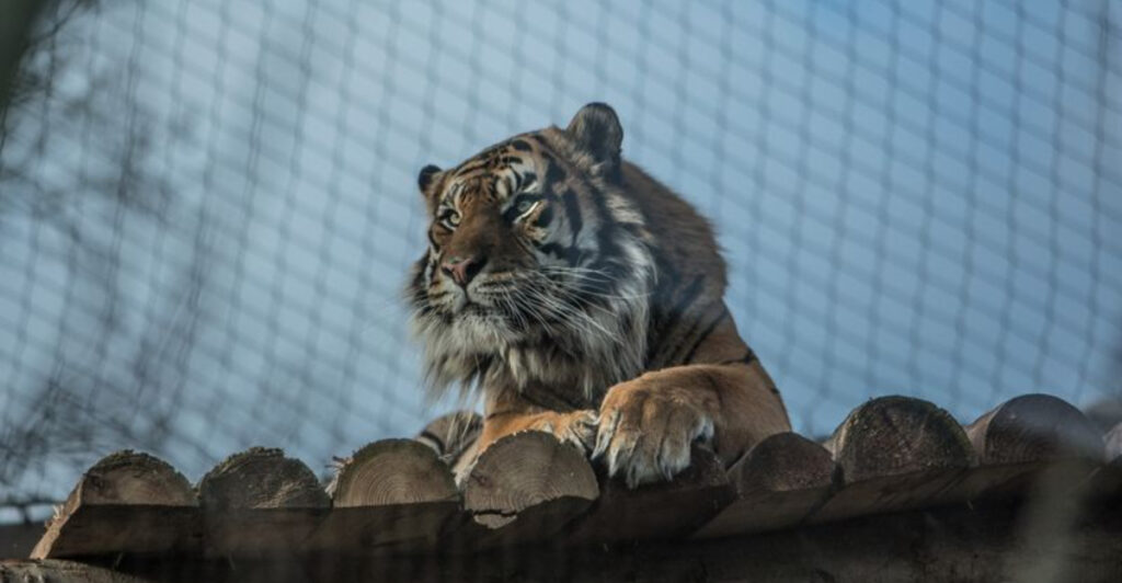 16 Rare And Fascinating Animals You’ve Never Heard Of