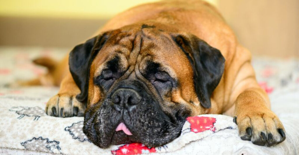 9 Common Reasons Your Dog Snores Loudly (As Explained By A Vet)