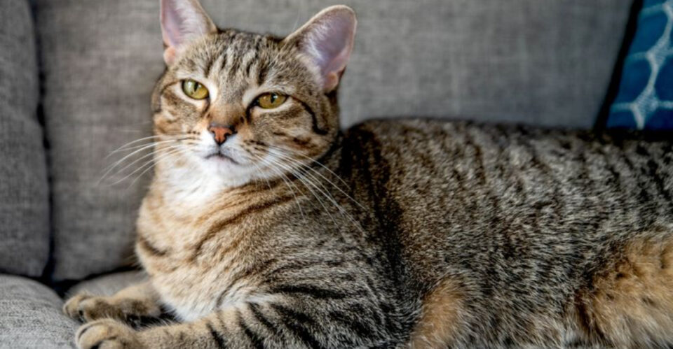 9 Fascinating Tabby Cat Colors (And 4 Breeds That Can't Have Them)