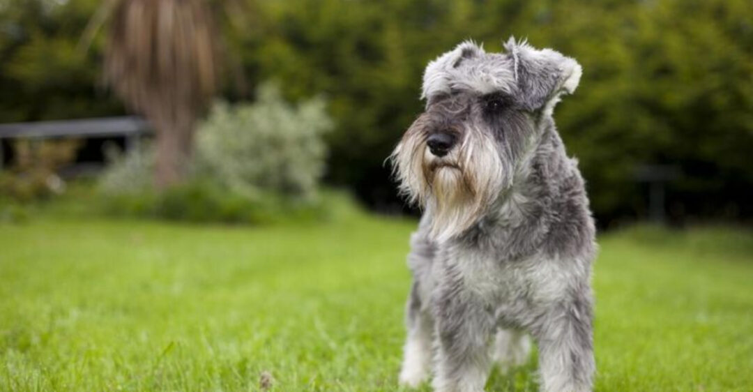9 Most Mischievous Dog Breeds (And 7 That Are Born Well-Behaved)