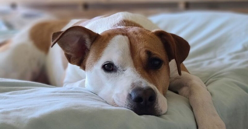 9 Things That Bore Dogs Indoors (And 10 Fun Ways To Keep Them Entertained)