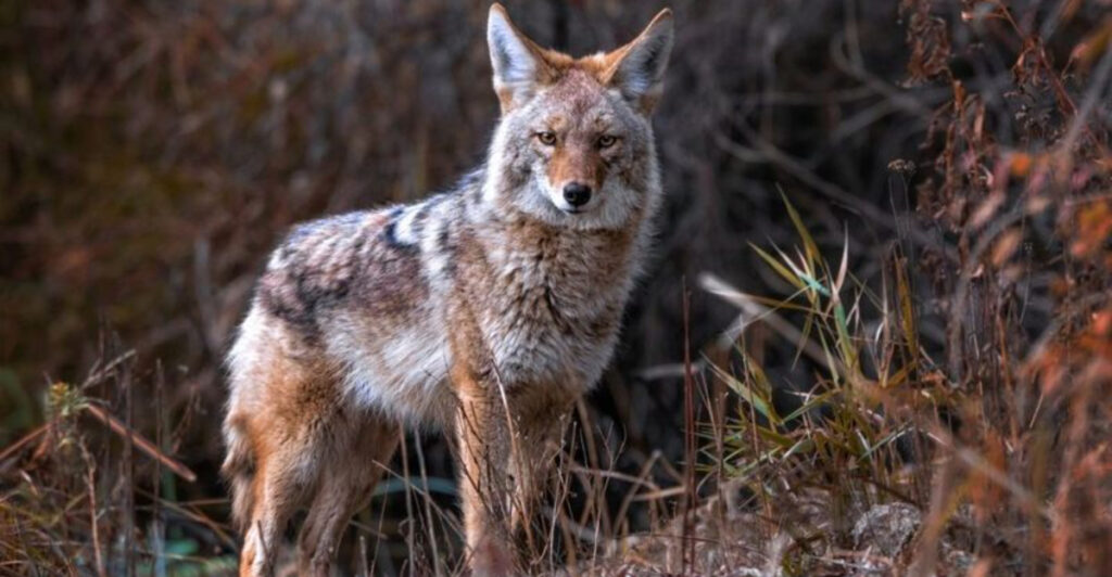 9 Things You Should Do If A Coyote Shows Up In Your Yard (And 3 Things ...