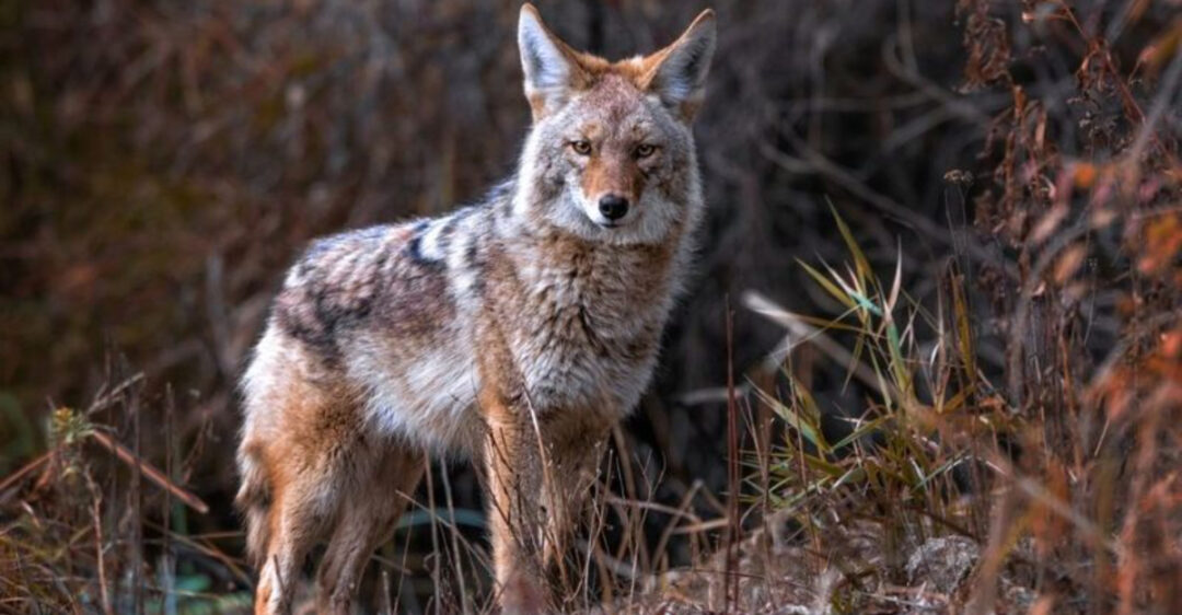 9 Things You Should Do If A Coyote Shows Up In Your Yard (And 3 Things ...