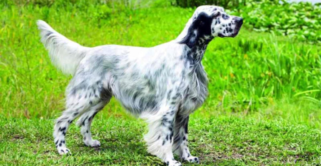 A Guide To Different Types Of Setter Dogs