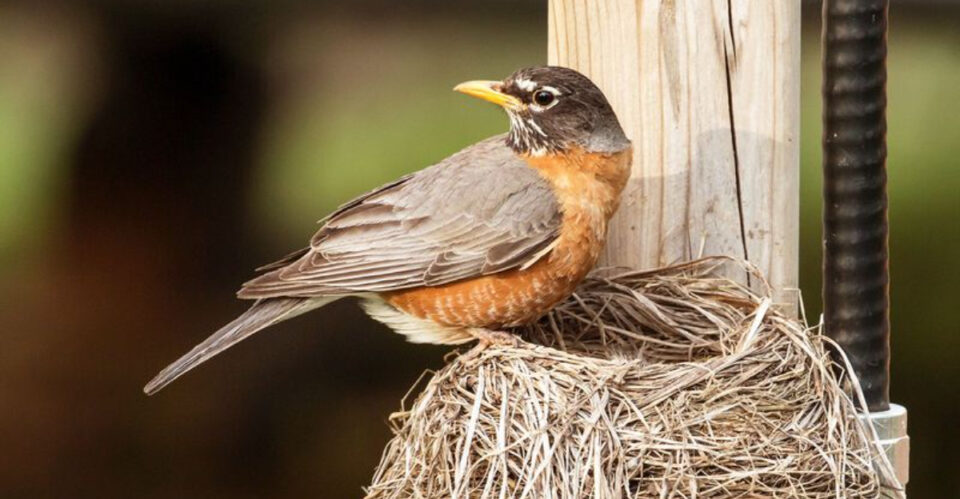 All About Robin Nests And Robin Eggs
