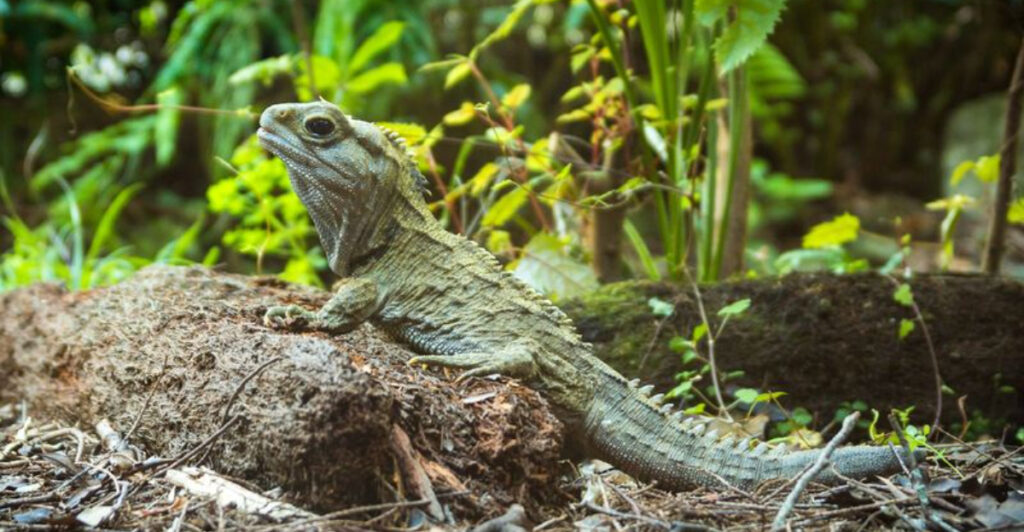 All About Tuataras: The Last Survivors Of An Ancient Reptilian Line