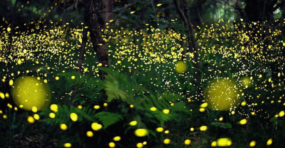 Are We The Last Generation To See Fireflies? The Threat Of Extinction