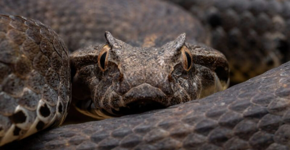 Australia's 10 Most Deadliest Snakes