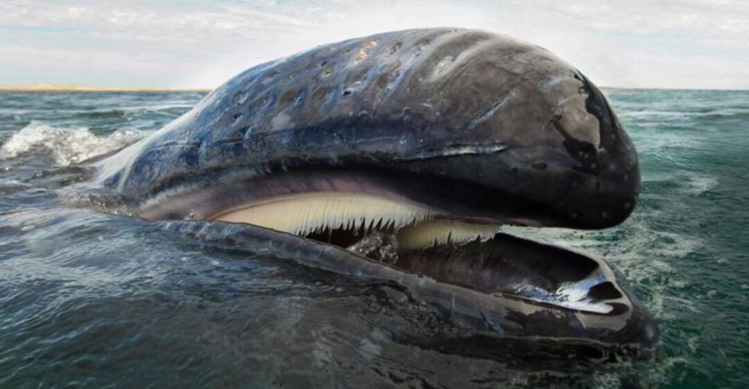 Baleen Whales Are Devouring Far More Krill Than Anyone Realized (Here's ...
