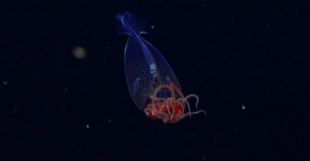 Biologists Discover 'Colossal' New Species 2,000 Feet Below The ...