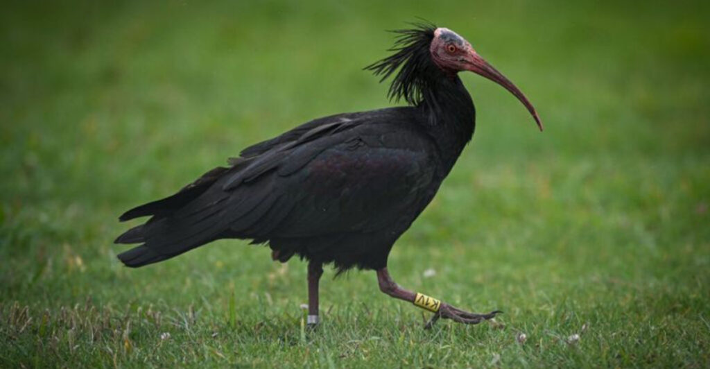 Bird Once Considered Extinct Returns To Europe After 300 Years