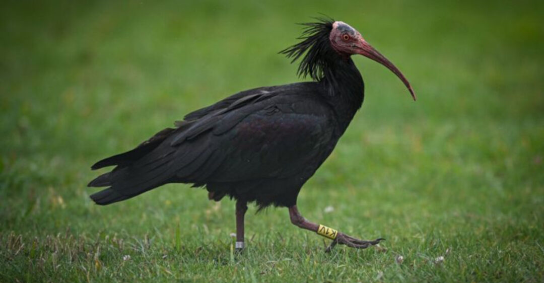 Bird Once Considered Extinct Returns To Europe After 300 Years