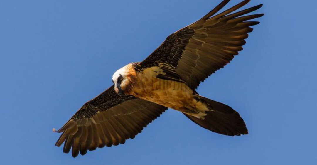 Birds That Fly At Incredible Altitudes