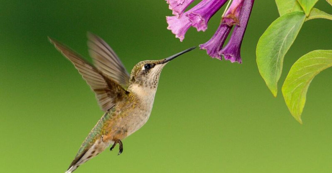 Birds That Pollinate: Why Beaks And Wings Matter More Than You Think