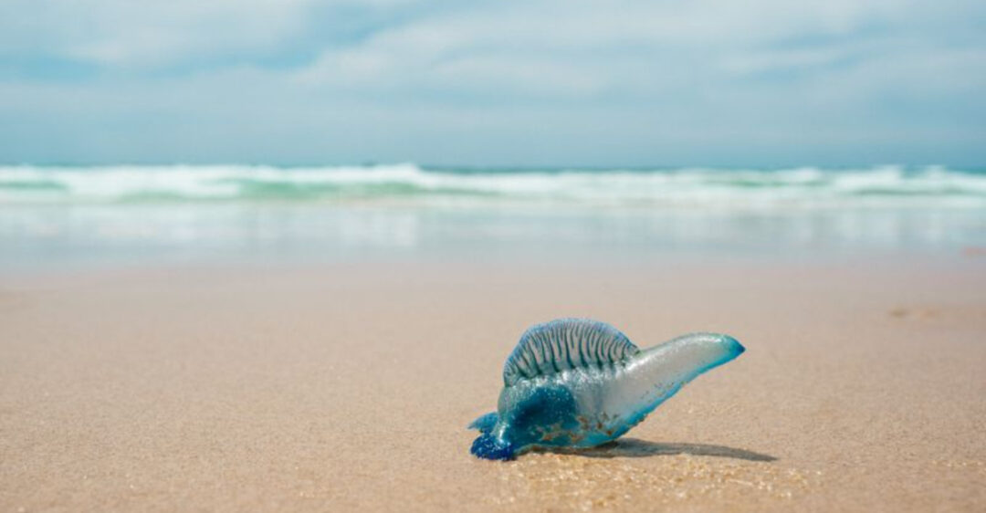 Bluebottles: Beautiful To Look At, But Dangerous To Touch – Explore The ...
