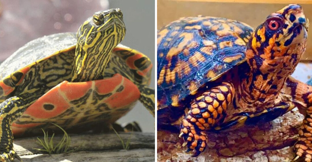 Box Turtle Vs. Painted Turtle: Key Differences You Need To Know