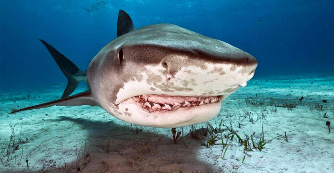 Bull Shark Teeth Explained: What They Reveal About Their Powerful Bite ...