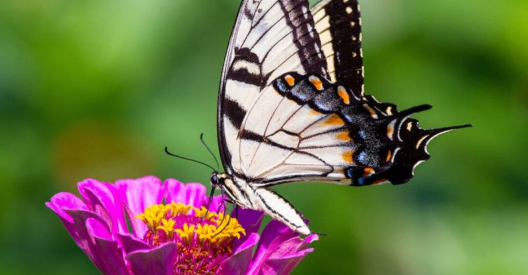 Butterflies Are Doing More Work Than You Think In The Pollination Game
