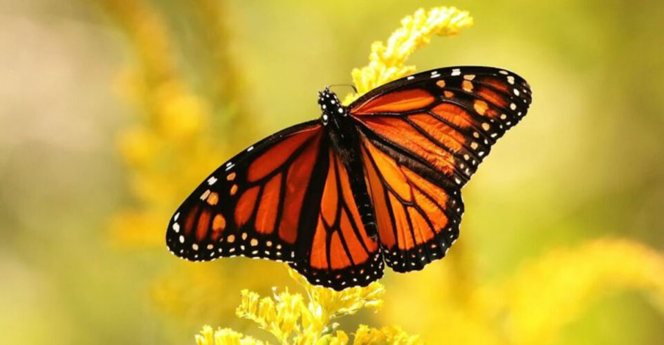 Butterflies Older Than Flowers? Oldest Butterfly Fossil Found In 236 ...