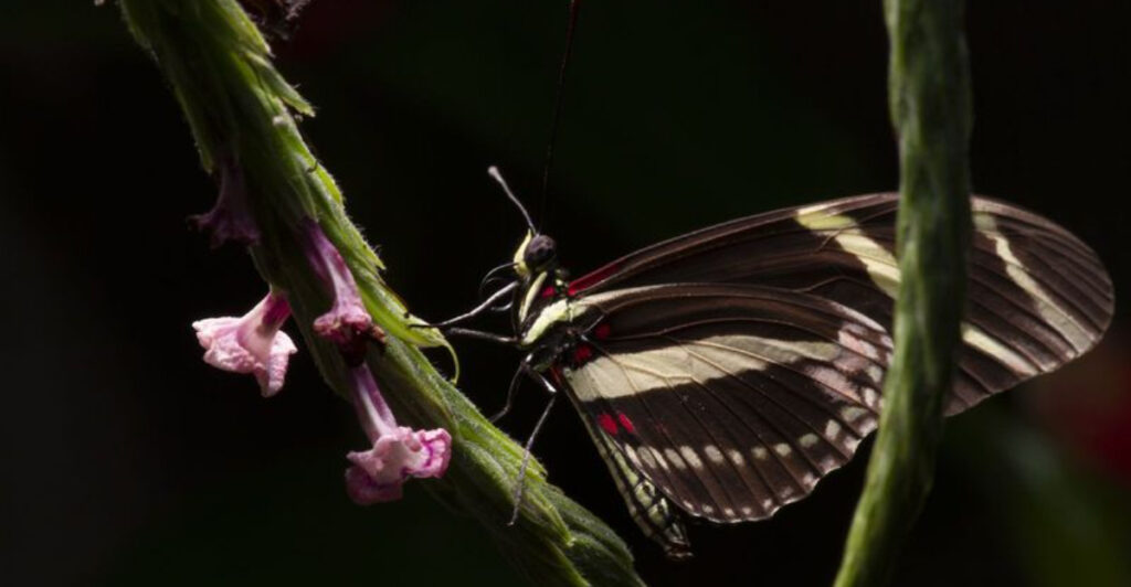 Butterfly Identification: A Helpful Cheat Sheet