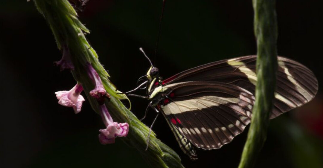 Butterfly Identification: A Helpful Cheat Sheet