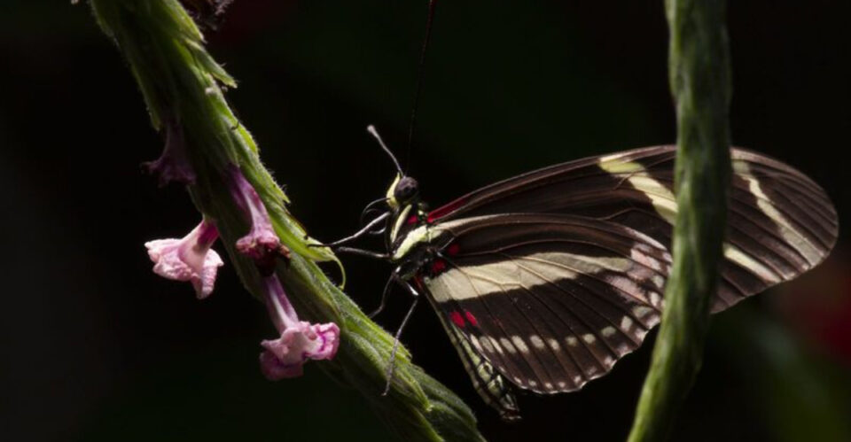 Butterfly Identification: A Helpful Cheat Sheet