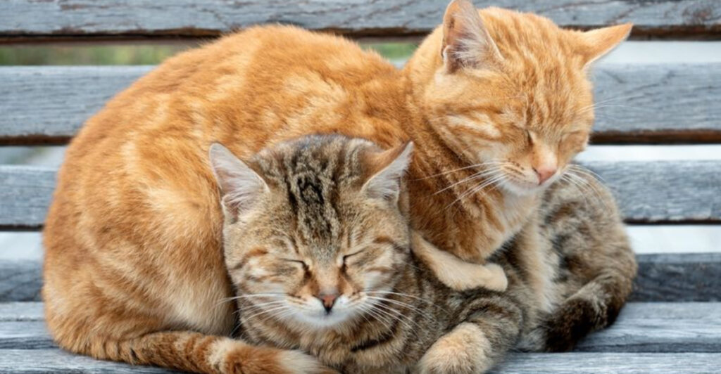 How Your Cat's Sleep Pattern Differs From Yours
