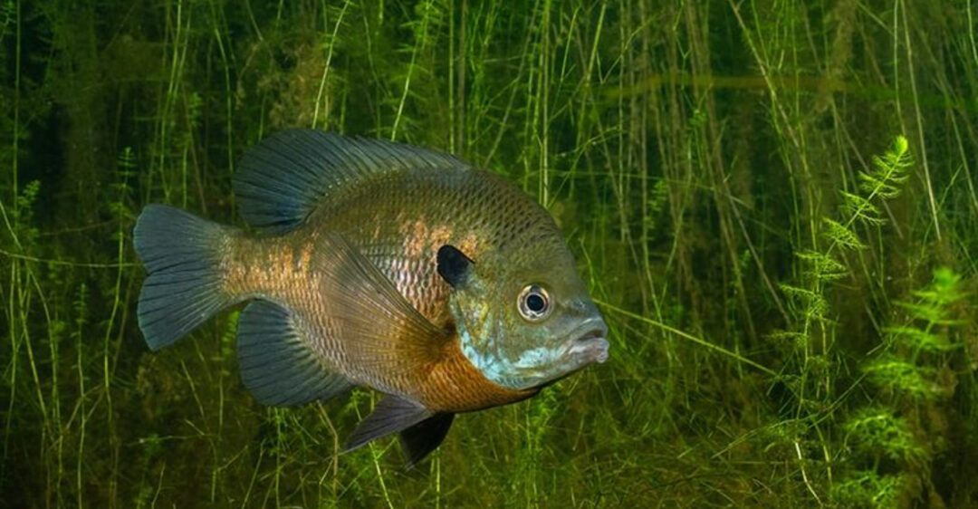 Catching Bull Bluegills: Expert Tactics That Work
