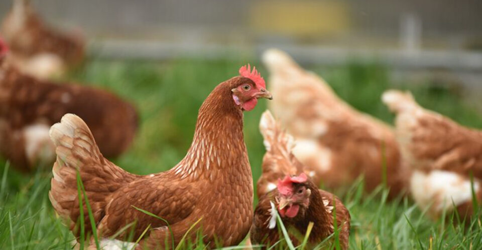 Chicken Lifespan: How Long Do Chickens Really Live?